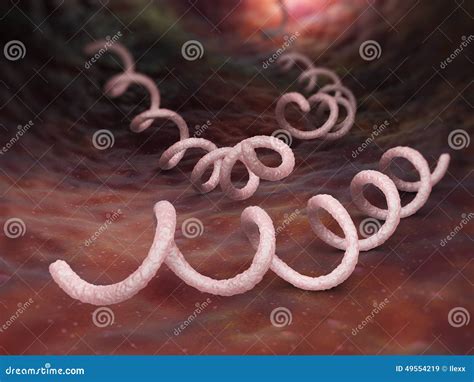 Syphilis Bacterium Stock Illustration Illustration Of Infection 49554219