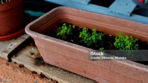 상자에서 꺼낸 채소 묘목이 바닥에 서 있습니다 겨울나무에 대한 스톡 사진 및 기타 이미지 겨울나무 경마 꽃 식물 Istock