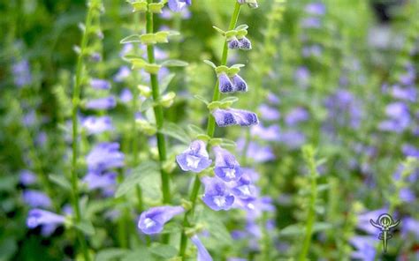 Benefits Of Scutellaria Barbata Interstellar Blends Activate Your Super Powers