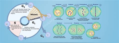 Cell Replication Assignment Help Biology Homework Writing Services