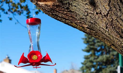 How To Hang A Bird Feeder Everything You Need To Know World Birds