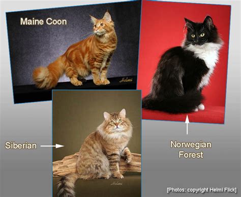 Siberian Forest Cat Size