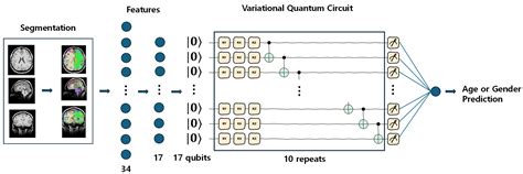 Predicting Brain Age And Gender From Brain Volume Data Using Variational Quantum Circuits