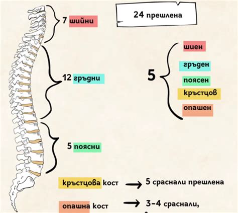Опорно двигателна система Гръбначен стълб гръден кош и крайници Flashcards Quizlet