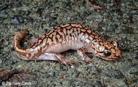 Giant Salamanders Are Fully Aquatic