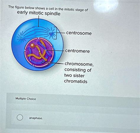 The Figure Below Shows A Cell In The Mitotic Stage Of Early Mitotic