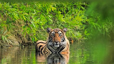 Bengal Tiger Wallpaper Widescreen