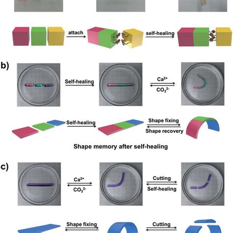 Pdf Stretchable Supramolecular Hydrogels With Triple Shape Memory Effect