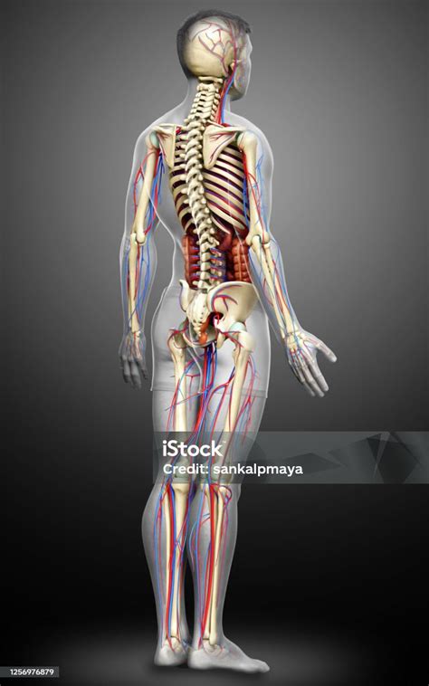 3d 남성 내부 장기 골격 및 순환 시스템의 의학적으로 정확한 그림을 렌더링n 3차원 형태에 대한 스톡 사진 및 기타 이미지 3차원 형태 건강관리와 의술 과학