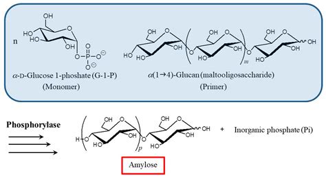 Preparation And Material Application Of Amylose Polymer Inclusion Complexes By Enzymatic
