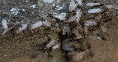 Flying Ants Day Explained Why Does It Happen And How To Deal With The