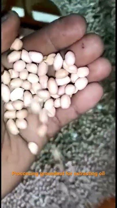 Processing Groundnuts For Extracting Oil Youtube
