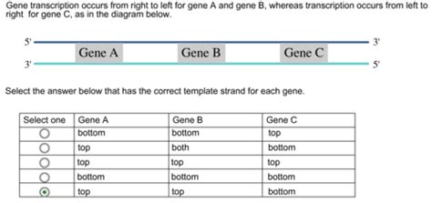 Transcription Flashcards Quizlet