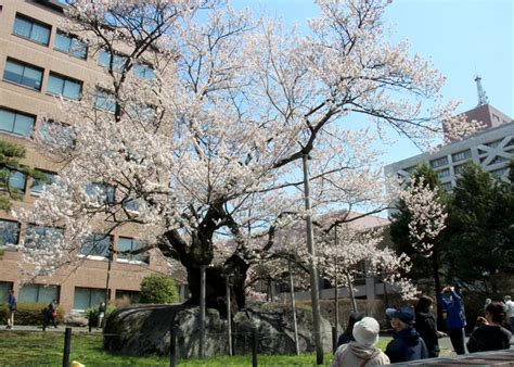陽光浴び 石割桜満開 盛岡｜iwanichi Online 岩手日日新聞社
