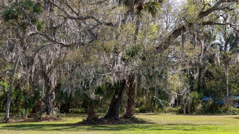 A Large Live Oak Park At Orlando Wetlands In Florida Stock Image
