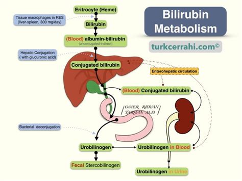 Direct Bilirubin Medical Dictionary