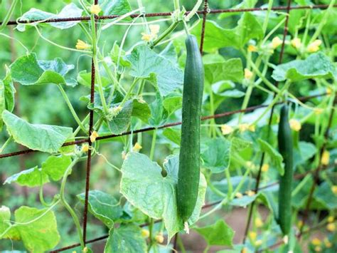 Should You Prune Cucumber Plants 3 Tips For Success