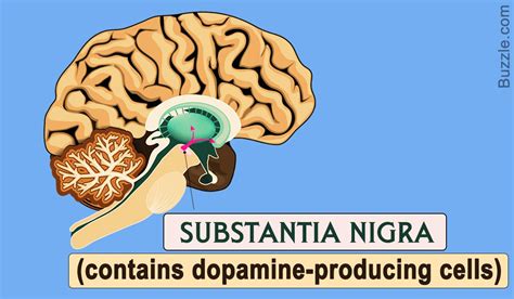 Function And Location Of Substantia Nigra Substantia Nigra Brain