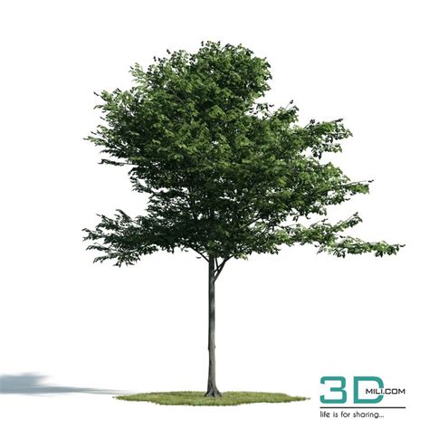 Beautiful Tree In The Grass