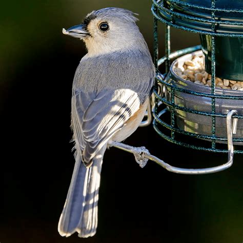 Squirrel Buster® Plus Brome