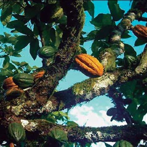 Comparison Of Cocoa Tree Ages And Cocoa Plantation Ages Cocoa Tree
