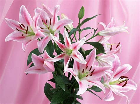 Stargazer Lily Wallpapers Wallpaper Cave