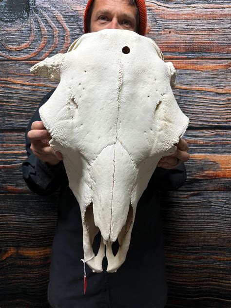 Real American Bison Buffalo Skull Western Yard Decor Art Craft Supplies