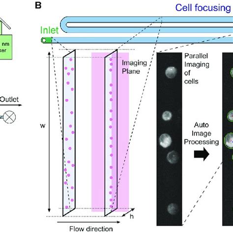 High Throughput Multiparametric Imaging Flow Cytometry A The Imaging Download Scientific