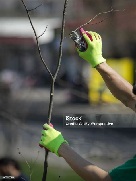 얕은 피사계 심도 심기 활동 중에 나무 묘목을 자르는 사람의 손으로 세부 사항 가지치기 가위에 대한 스톡 사진 및 기타 이미지 Istock