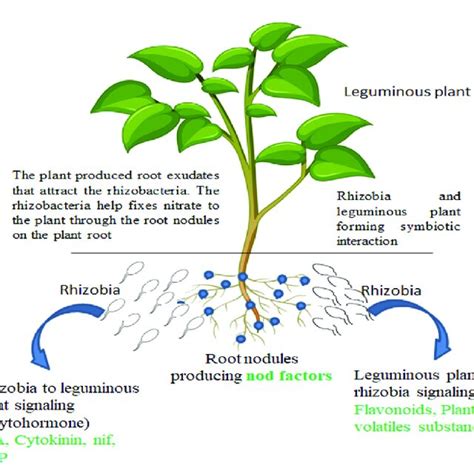 Interaction Of Rhizobia With Leguminous Plants Download Scientific