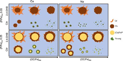 Interdependent Effects Of Organic Ligands Phosphate And Calcium On