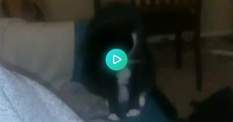 My Cat Is Way Too Easily Startled Album On Imgur