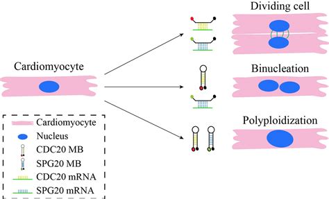 Isolation Of Cardiomyocytes Undergoing Mitosis With Complete