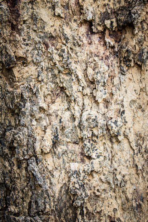 나무 껍질 질감 스톡 사진 Freeimages