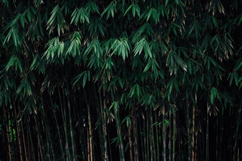 Bamboos Eco Friendly Advantages A Sustainable Solution