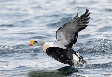 King Eider Ducks Unlimited