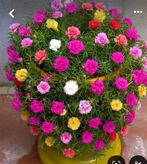 Good Morning Everyone Mr Balal Hossin