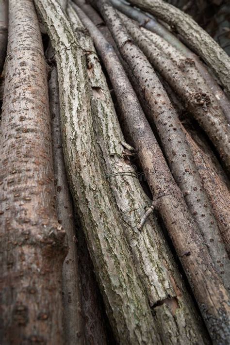 Stack Of Branches Cut Branches Wood For A Fire Stock Image Image Of