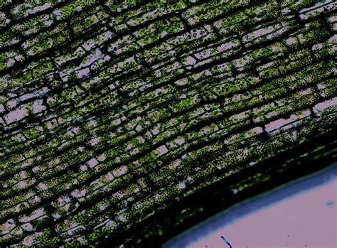 Bio1140 Microscopy Bio1540 Microscopie — Elodea Plant Cells
