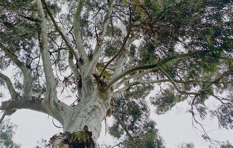 Gum Tree Eucalyptus Tree Pruning And Removal Perth