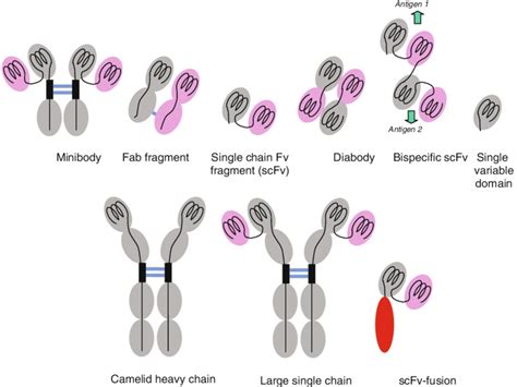 Creating Antibodies With Recombinant Antibody Production Biointron