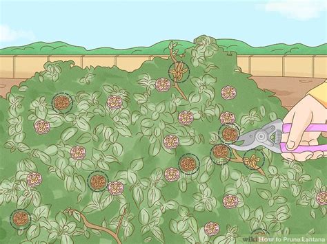 How To Prune Lantana 7 Steps With Pictures Wikihow