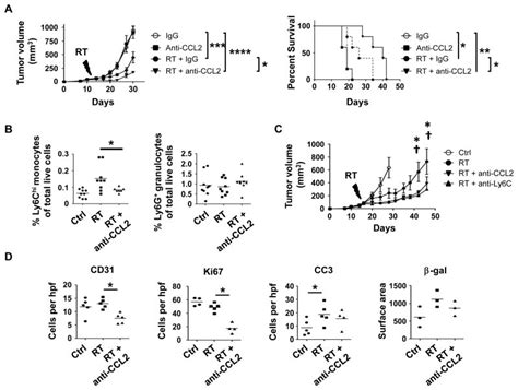 Tumor Derived Ccl2 Mediates Resistance To Radiotherapy In Pancreatic