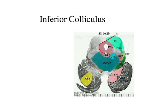 Ppt Cell Types And Physiology In The Cans Powerpoint Presentation