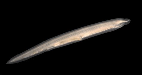 Lancelets Cephalochordata Physical Characteristics