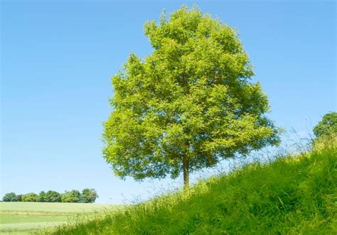 Premium Photo Sunny Single Tree