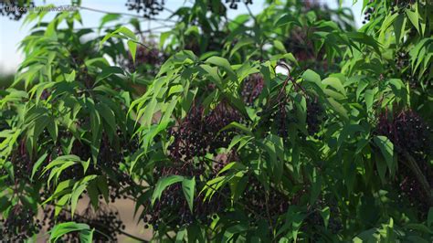 American Elderberry Tree With Berries 3d Model 49 3ds Blend C4d