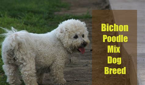 Bichon Fries Poodle Dog Breed