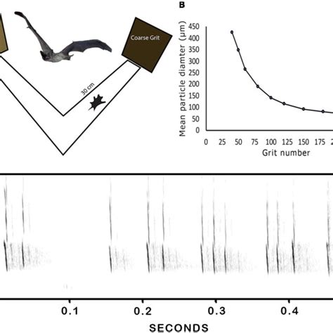 A Schematic Diagram Of The Y Maze Apparatus With Cartoon Free Tailed Download Scientific