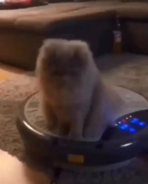 Roomba Riding R Cute